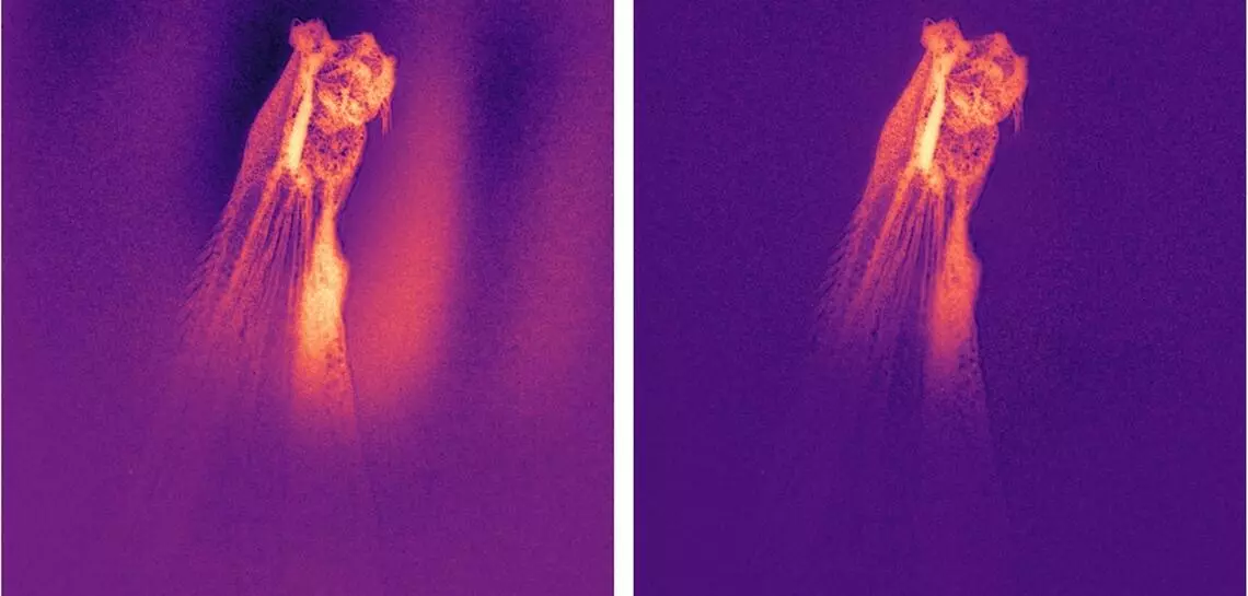 Milestone in quantum sensing: A prototype quantum optical microscope ...